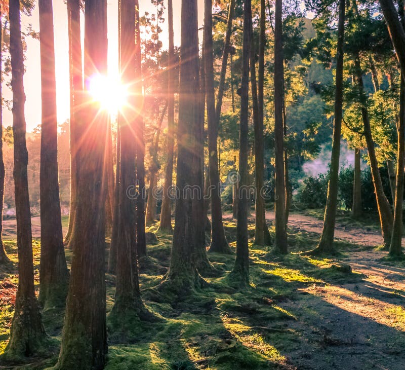Sunset in the Middle of Forest Trees Stock Photo - Image of giants ...