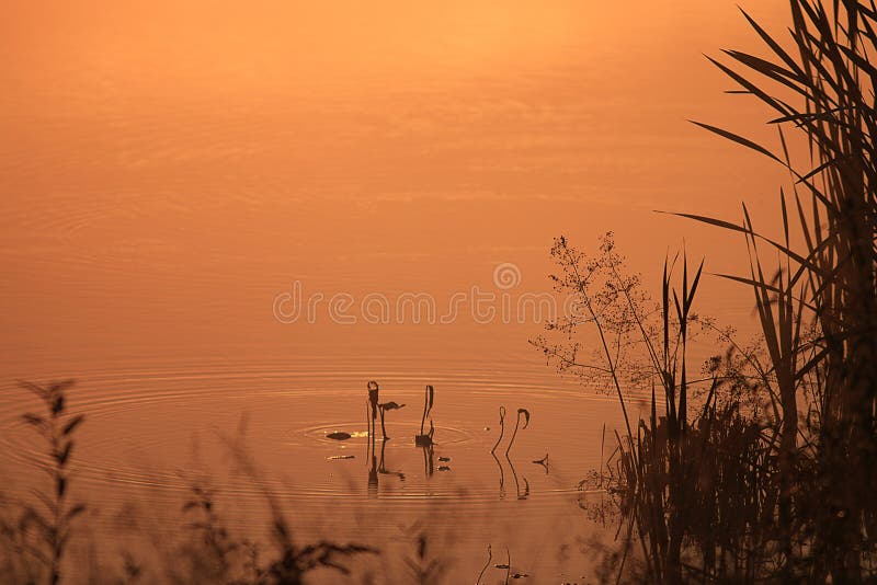 Sunset mist stock image. Image of autumn, magic, leaf - 56659709
