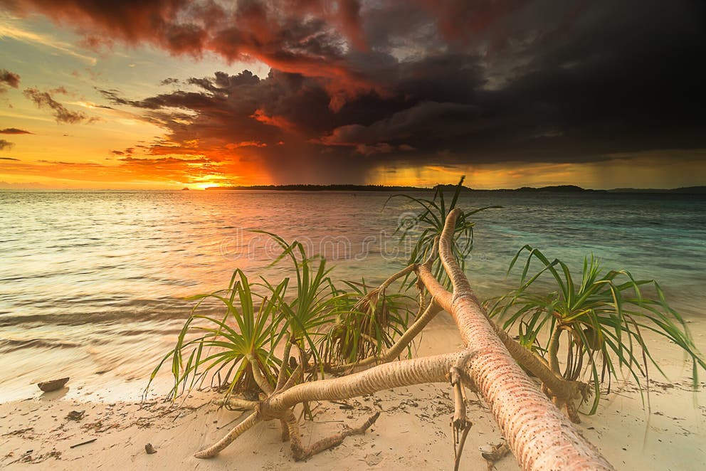 Palm Tree Fall Down To the Beach Stock Image - Image of dusk, horizon ...
