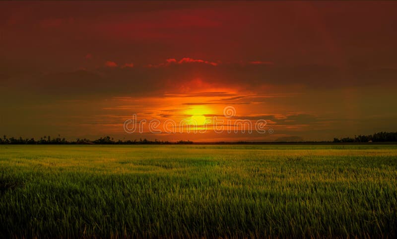 Sunset on the paddy field stock image. Image of clouds - 123233825
