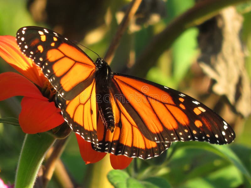 Sunset Monarch Butterfly in the Garden in October Stock Photo - Image ...