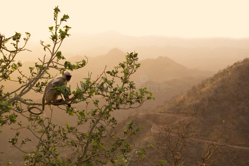 Sunset and monkey stock photo. Image of monkey, peace - 17774060