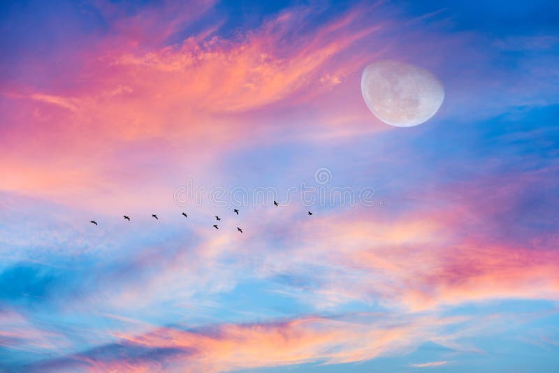 Sunset Moon Birds stock photo. Image of colorful, moon - 215891260