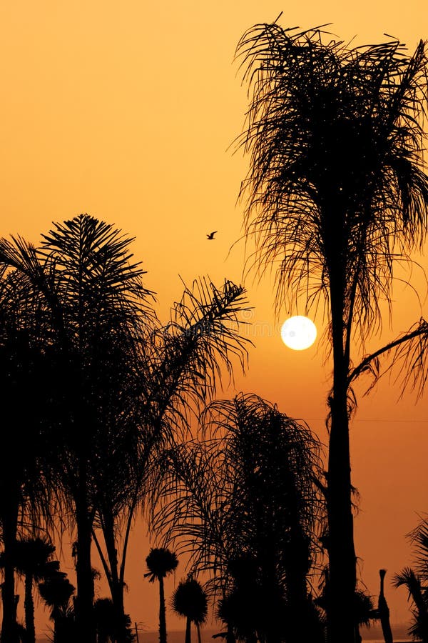 Sunset in Morocco stock photo. Image of sunset, color - 11315792