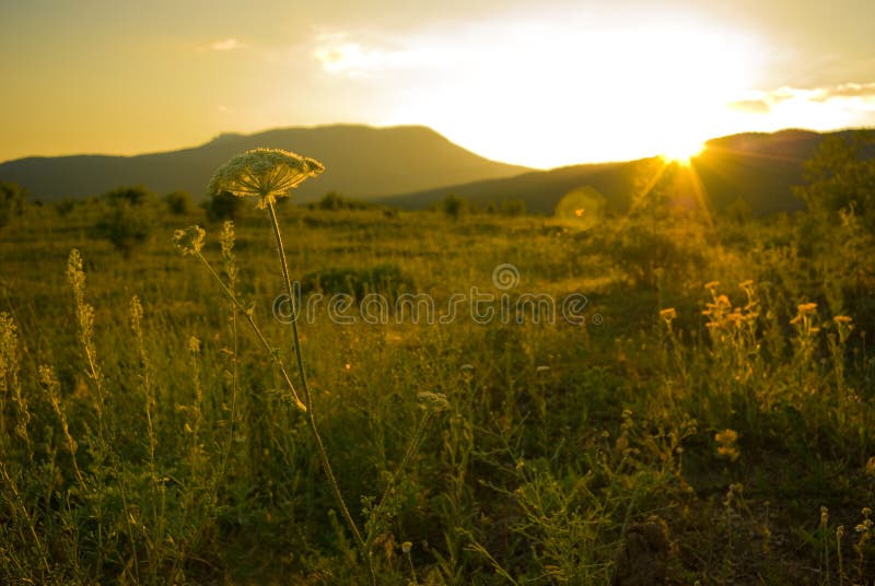 Sunset in the Mountain with a Flower Stock Photo - Image of color ...