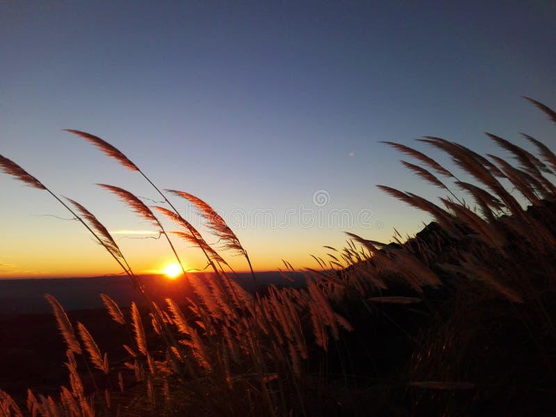 Sunset in Mountains Behind Plants Stock Photo - Image of cortaderia ...