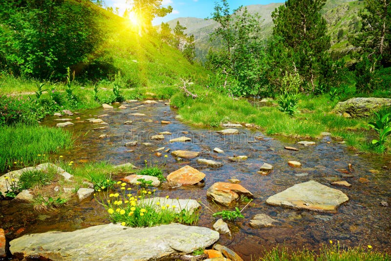 Sunset Stream in Forest. a Peaceful Stream Flows through a Dense Forest ...