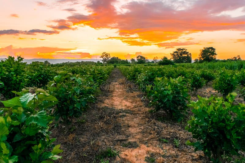 Mulberry farm in Thailand stock image. Image of fruits - 85215137