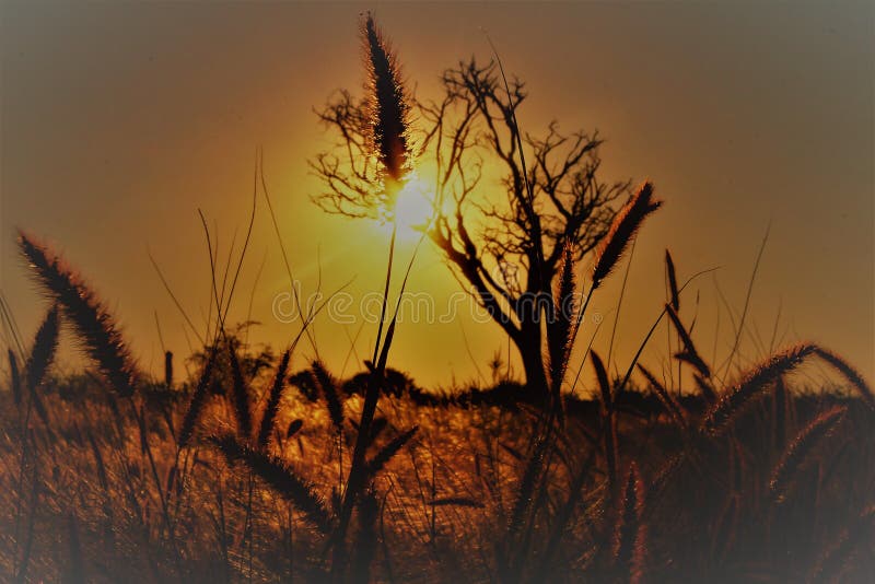 Namibian Bushfield Stock Photos - Free & Royalty-Free Stock Photos from ...