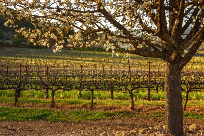 Sunset in Napa stock photo. Image of california, travel - 30309370