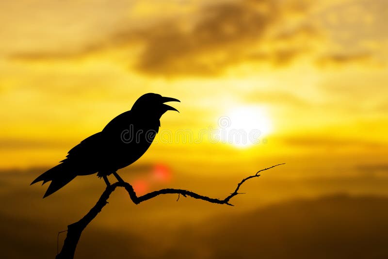 Sunset nature crows birds stock image. Image of beautiful - 101547153