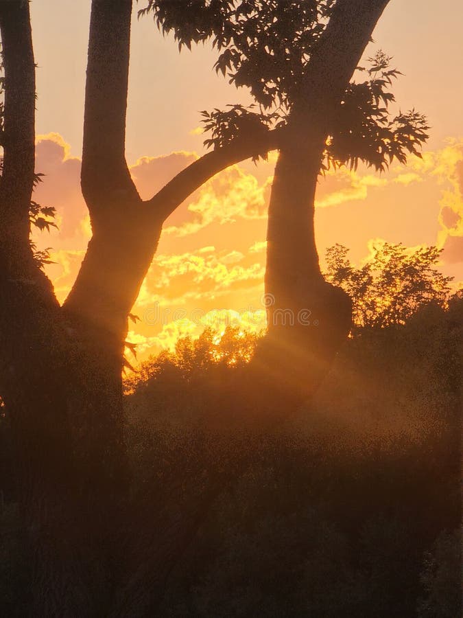 Sunset nature tree stock image. Image of yellow, screenshot - 251251389