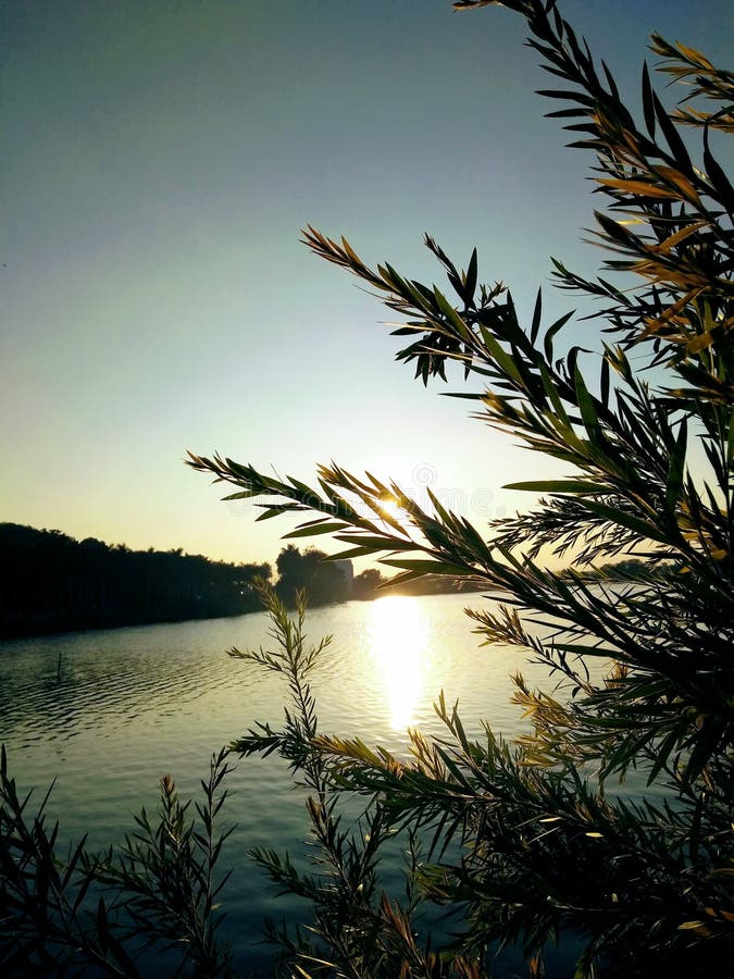 Sunset Near the Lake Behind the Plant Stock Image - Image of background ...