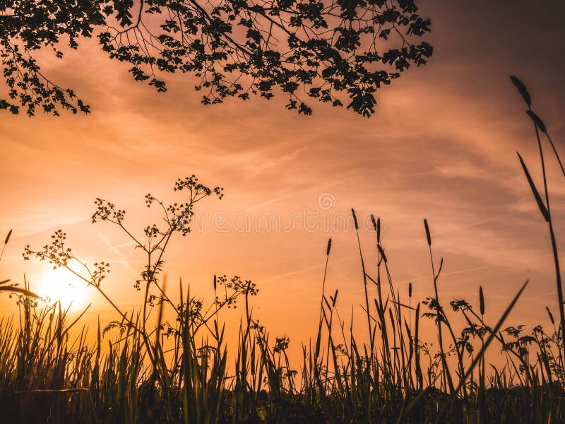 Sunset Image from a Low Point of View. Stock Image - Image of plant ...