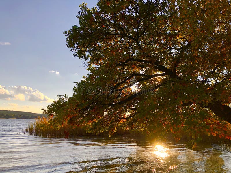 Sunset with oak stock photo. Image of blick, sunset - 232090094