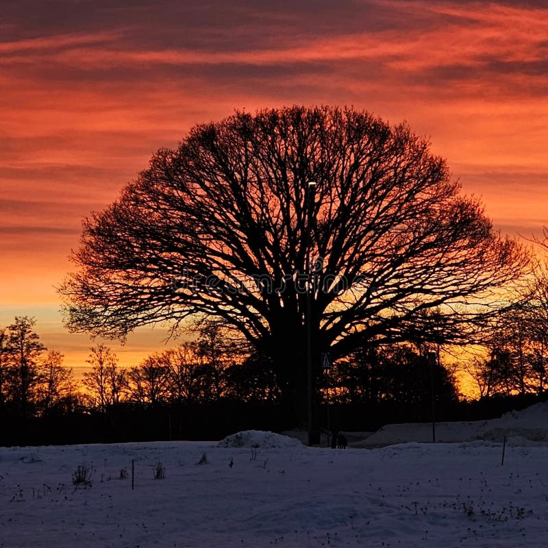 Sunset and the oak tree stock image. Image of sunset - 322021389