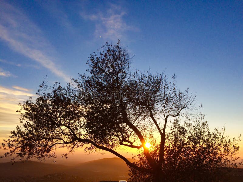 Sunset through oak tree stock photo. Image of sunlight - 49462830