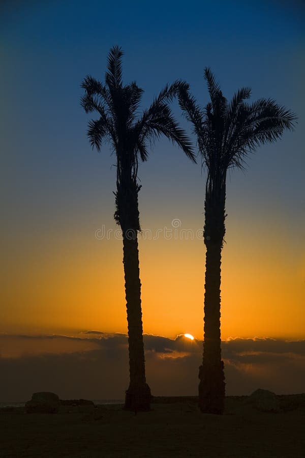 Sunset in Oasis. Egypt, Africa Stock Image - Image of leafs, life: 1644529