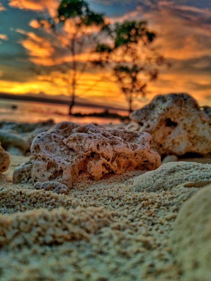 Sunset Ocean Sand Rock Tree Stock Photo - Image of water, sunset: 228550014
