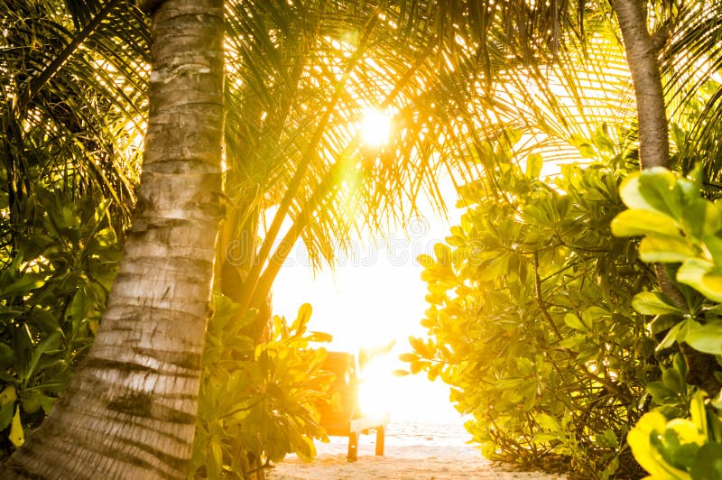 Sunset at Ocean Seen through Foliage of Tropical Greenery Stock Image ...