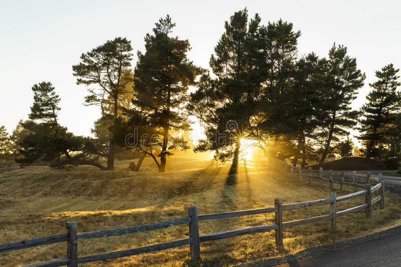 Sunset at the Ocean Shining through Trees in a Yellow Field Stock Image ...