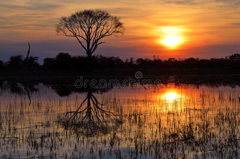 Sunset in the Okavango Delta at Sunset, Botswana Stock Image - Image of ...