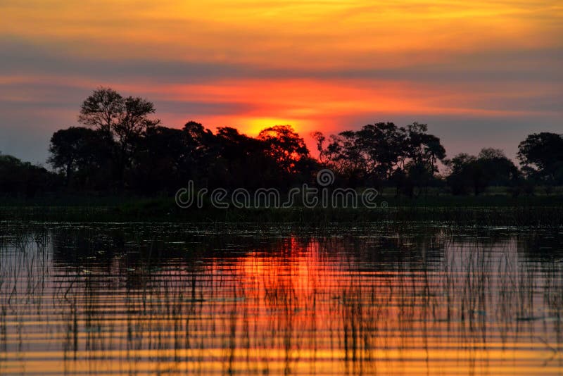 Sunset in the Okavango Delta at Sunset, Botswana Stock Image - Image of ...