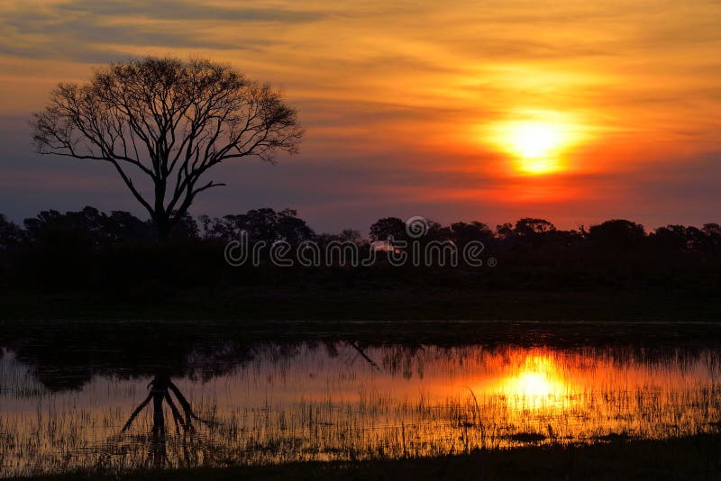 Sunset in the Okavango Delta at Sunset, Botswana Stock Photo - Image of ...