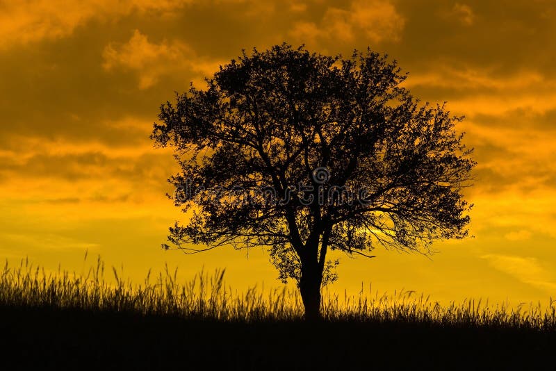 Oak Tree Sunset stock photo. Image of silhouette, destination - 3175860