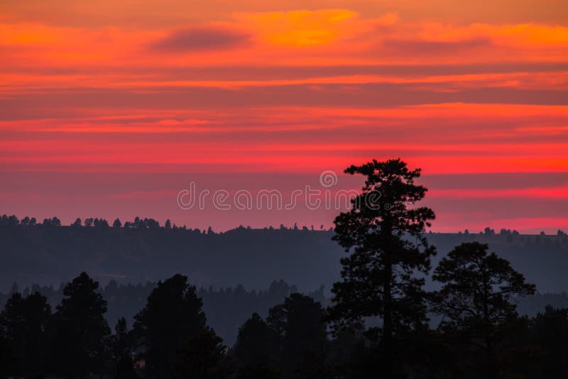 Beautiful Sunset with Orange and Red Clouds Behind Pine Trees Stock ...