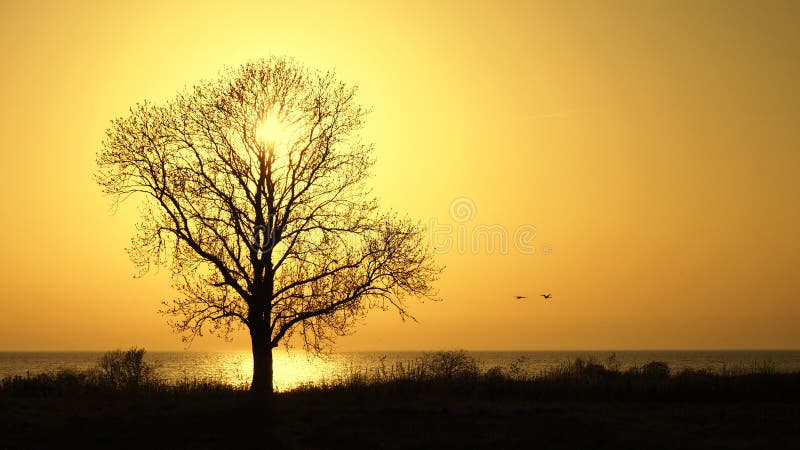 Sun and Sunset Orange Sky Over Tree Stock Photo - Image of coast ...