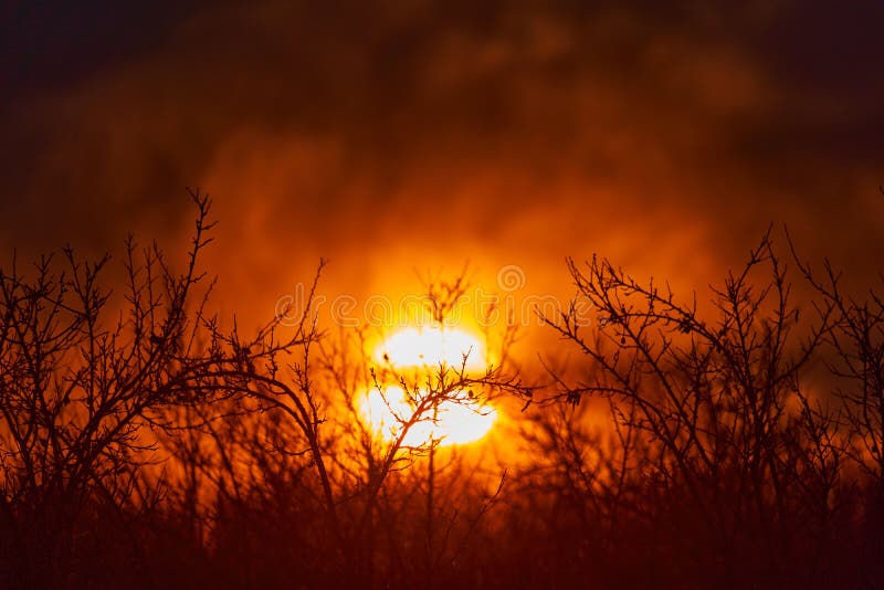 Sunset through Orchard Branches Stock Photo - Image of agriculture ...