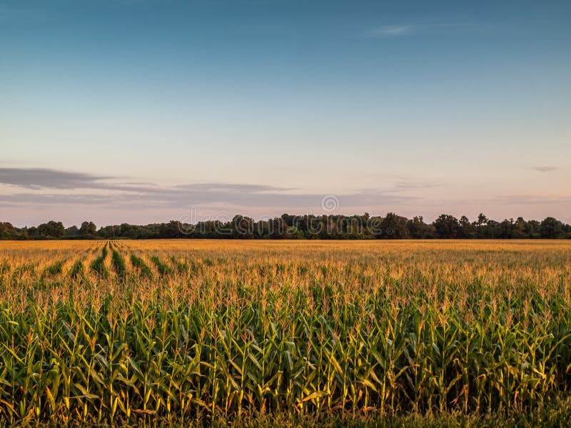 Sunset Over Agricultural Corn Field Stock Photo - Image of sunset ...