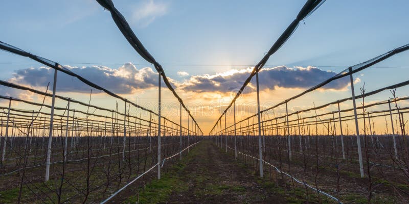 Sunset Over the Apple Orchard in Early Spring Stock Photo - Image of ...