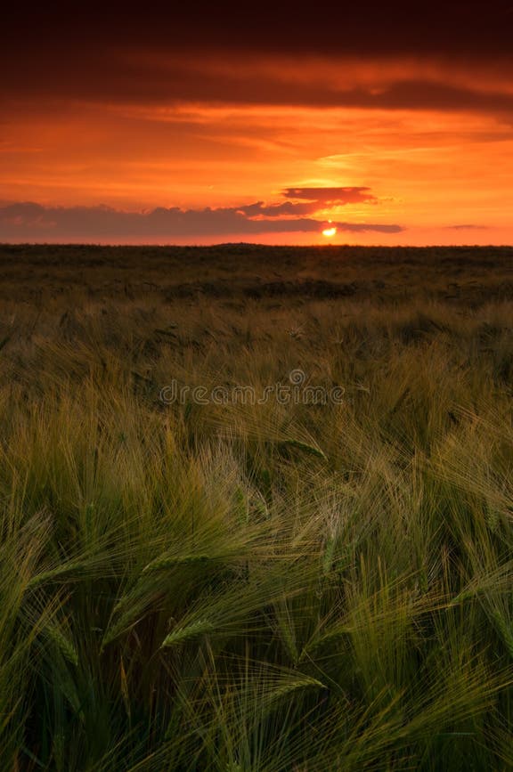 Sunset over barley field stock photo. Image of field - 21167272