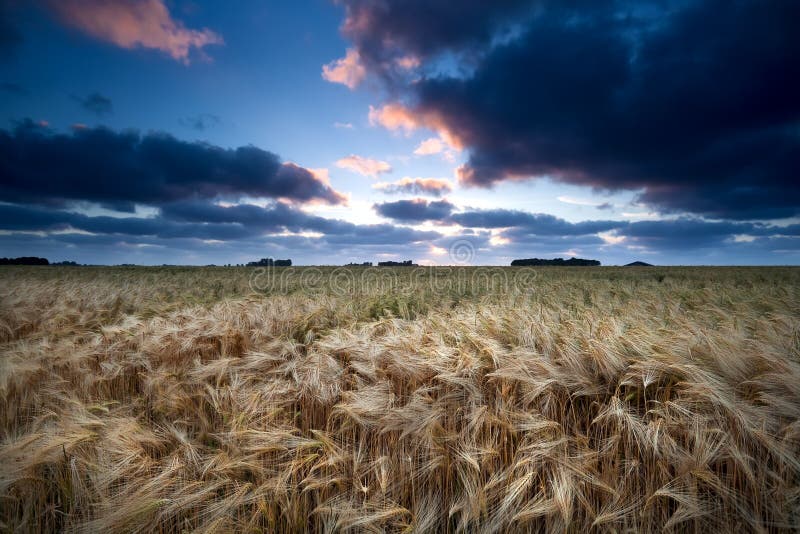 114,736 Barley Field Stock Photos - Free & Royalty-Free Stock Photos ...