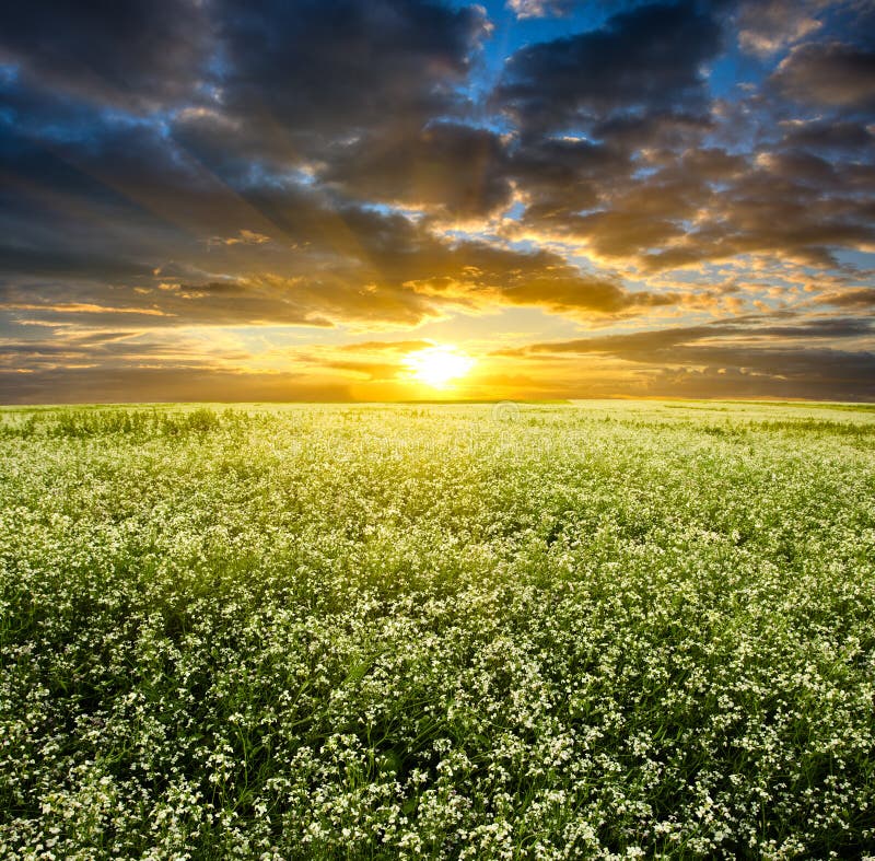 4,165 Summer Sunset Over Field Flowers Stock Photos - Free & Royalty ...