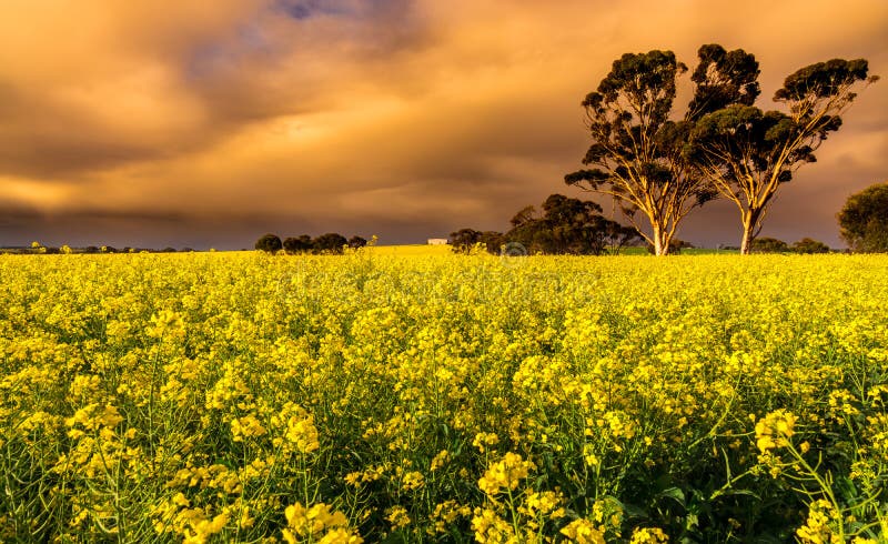 Sunset Over the Canola Crops Stock Image - Image of crops, farming ...