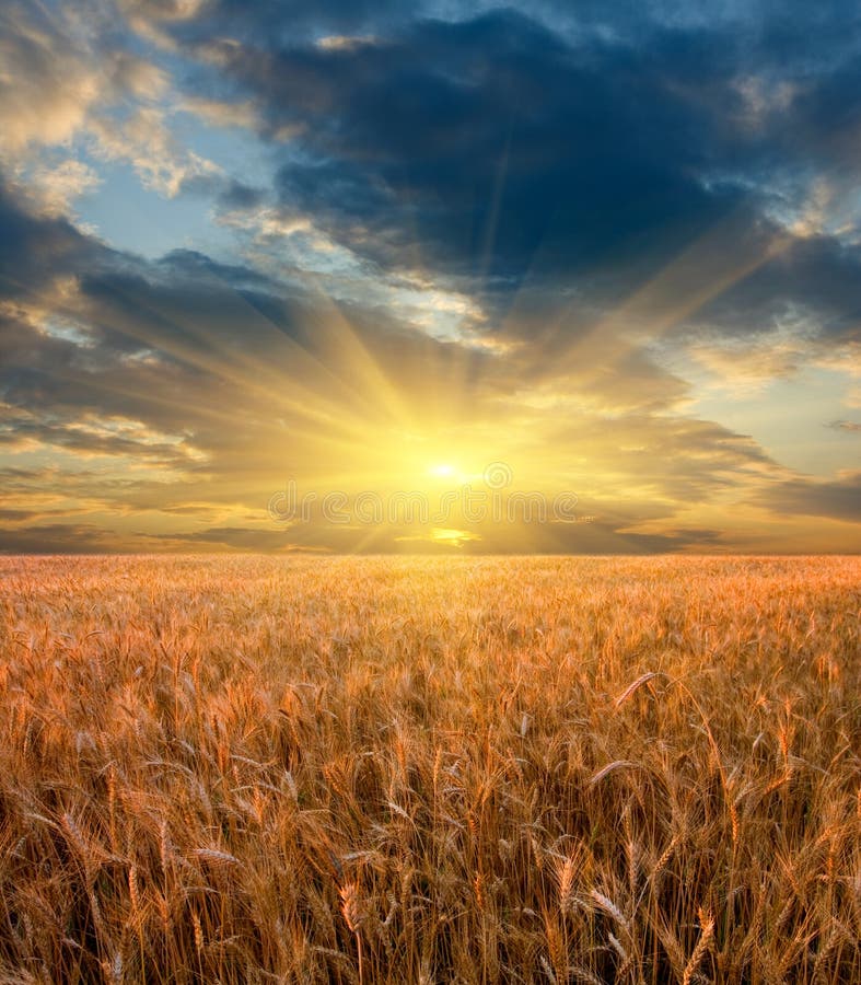 Sunset over wheat field stock image. Image of rural, beauty - 6187171