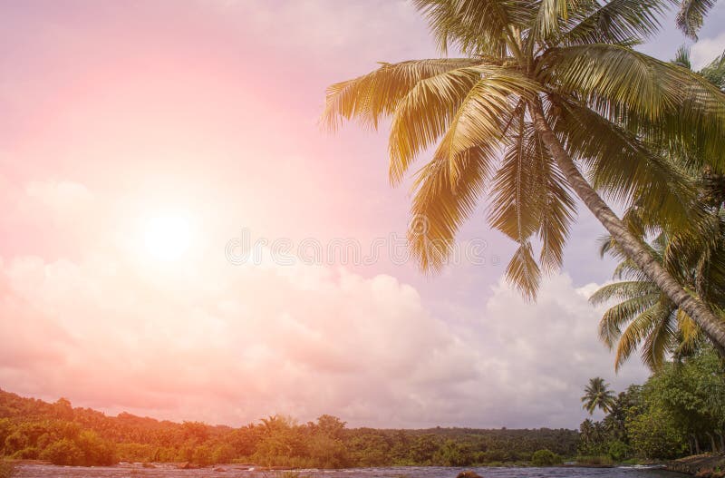 Sunset View Of Coconut Trees Stock Image - Image of natural, coast ...