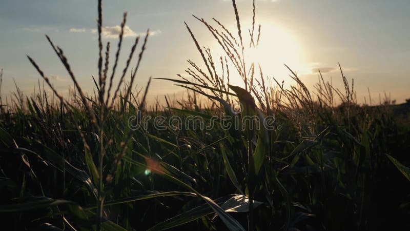 Sunset Over the Corn Field. Corn in the Sun Stock Footage - Video of ...