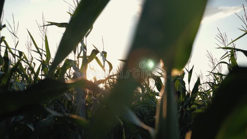 Sunset Over the Corn Field. Corn in the Sun Stock Footage - Video of ...