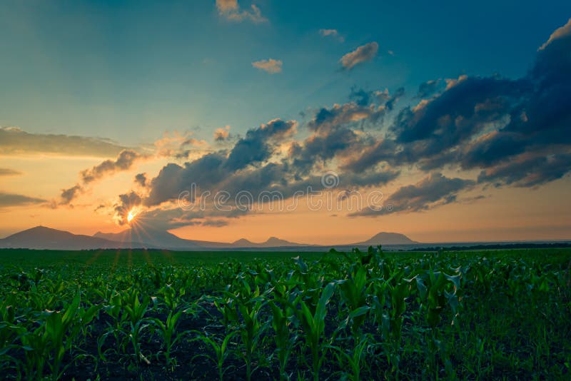 Sunset Over the Corn Field and Mais Stock Image - Image of agriculture ...