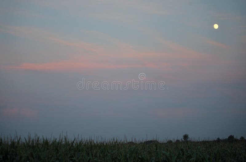 Sunset Over Corn Field with Moon in Right Corner Stock Photo - Image of ...
