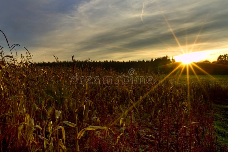Sunset over corn field stock photo. Image of light, sunset - 36120102