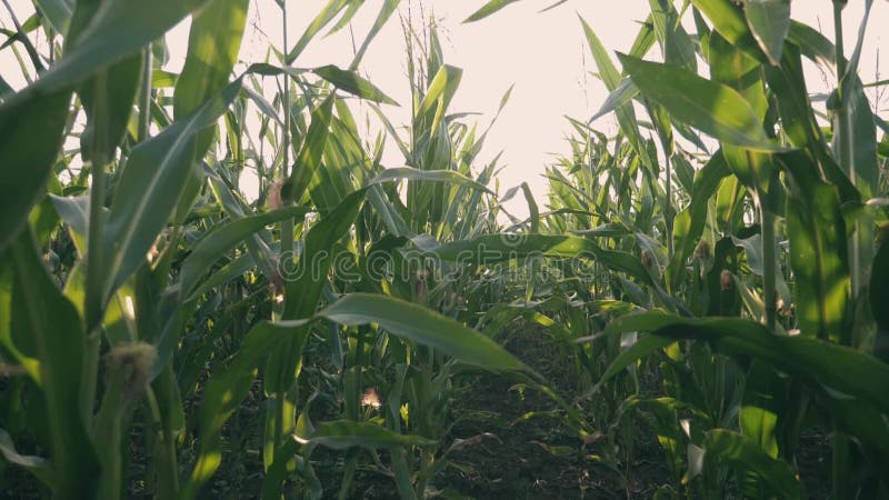 Sunset Over the Corn Field. Corn in the Sun Stock Video - Video of ...
