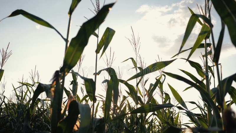 Sunset Over the Corn Field. Corn in the Sun Stock Video - Video of crop ...