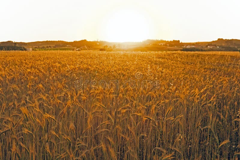 Sunset Over the Corn Fields Stock Image - Image of colorful, bright ...