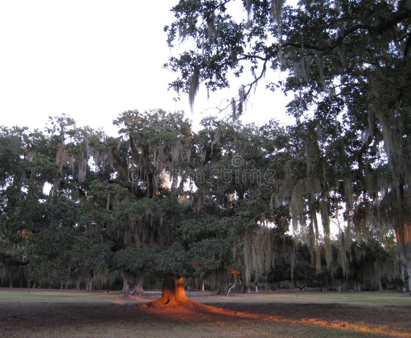 Sunset over cypress trees stock photo. Image of park - 76870654