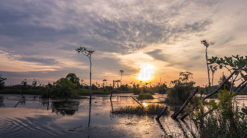 Sunset Over the Cypress Trees and the Swamp Stock Image - Image of ...